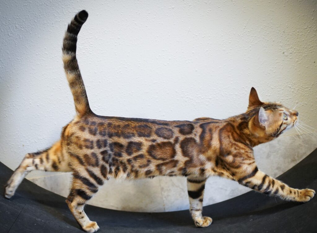 Bengal Kitten Price | Licensed Breeder in Colorado