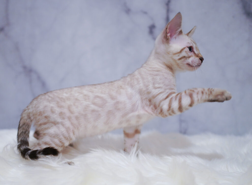 Bengal Kitten Price | Licensed Breeder in Colorado