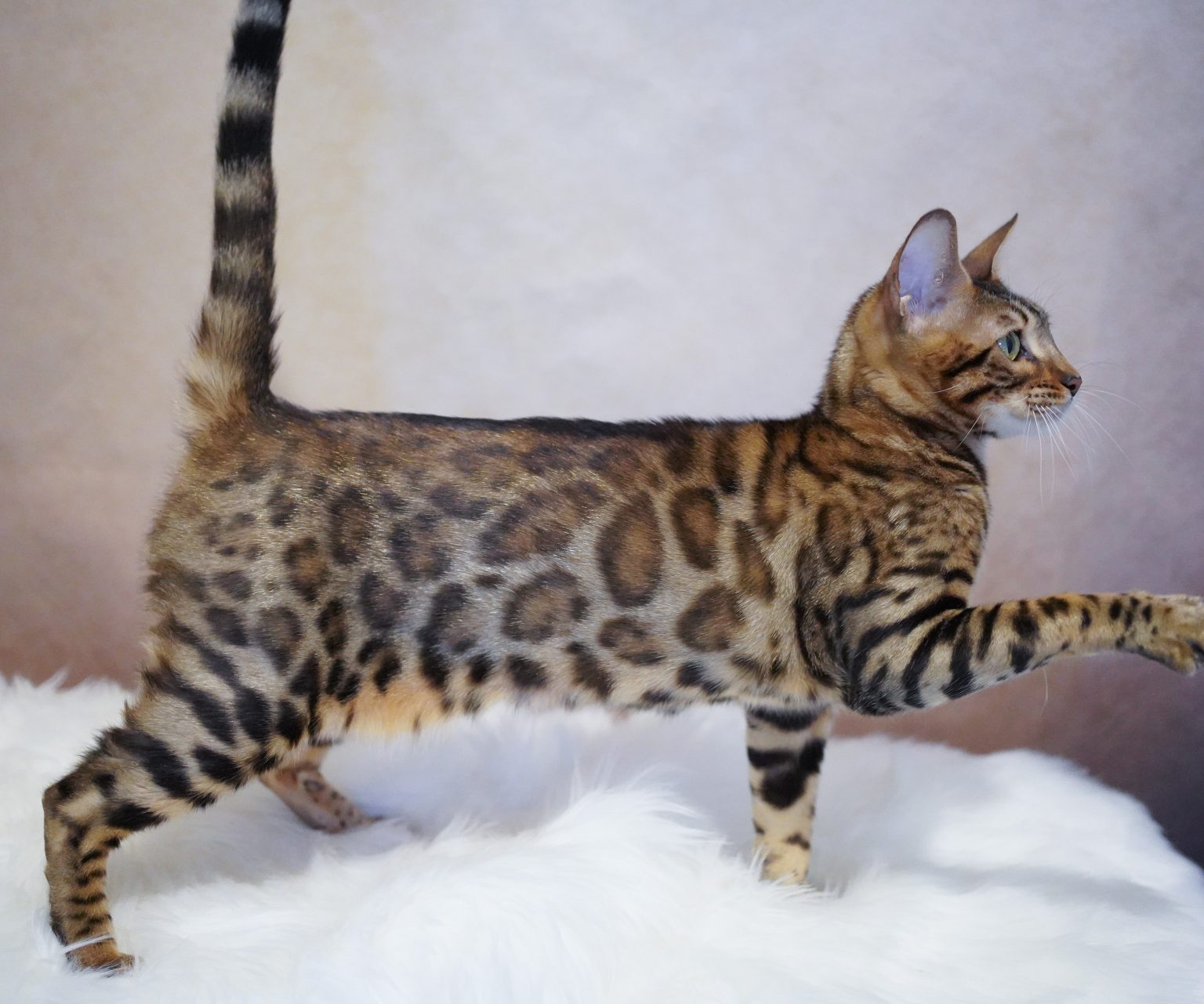 Bengal Kitten Price | Licensed Breeder in Colorado